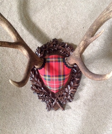 Tartan Fallow Antlers - one of a kind