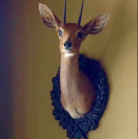 Steenbok on Oak Leaf Panel » Heritage Game Mounts